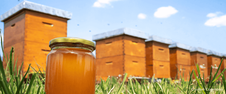 The Unpalatable Reality of Pasteurized Honey – Humble Bee