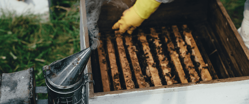 Beekeeping and Honey Explained – Humble Bee